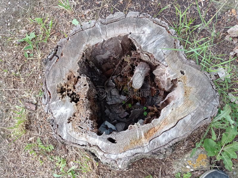 Old and putrid tree stump stock photo. Image of trunk - 249734772
