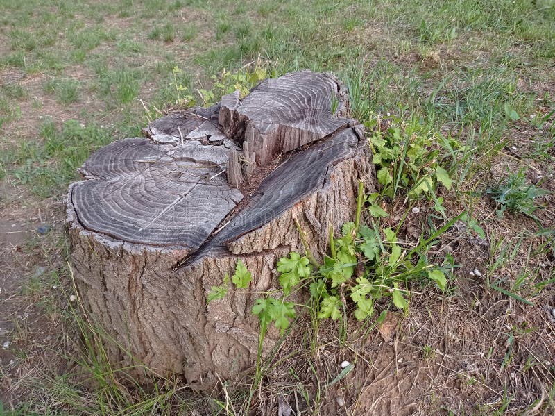 Old and putrid tree stump stock image. Image of environment - 249734797