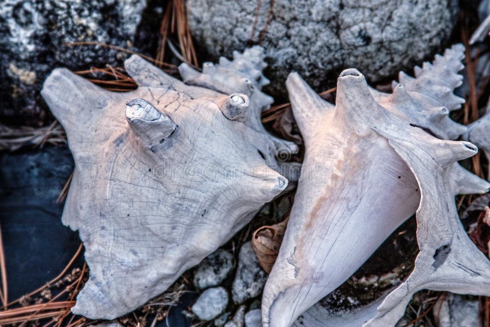 Old Queen Conch Seashells stock image. Image of mollusks - 37890671