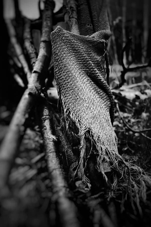 Old Rag ,hanging on the Branches. Stock Image - Image of forest ...