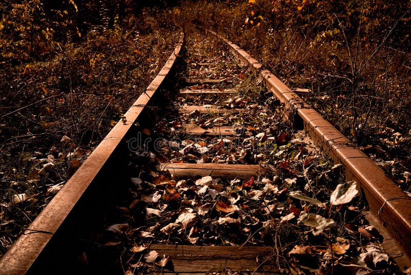Old Railway Rails Run through a Wild Forest Stock Image - Image of ...