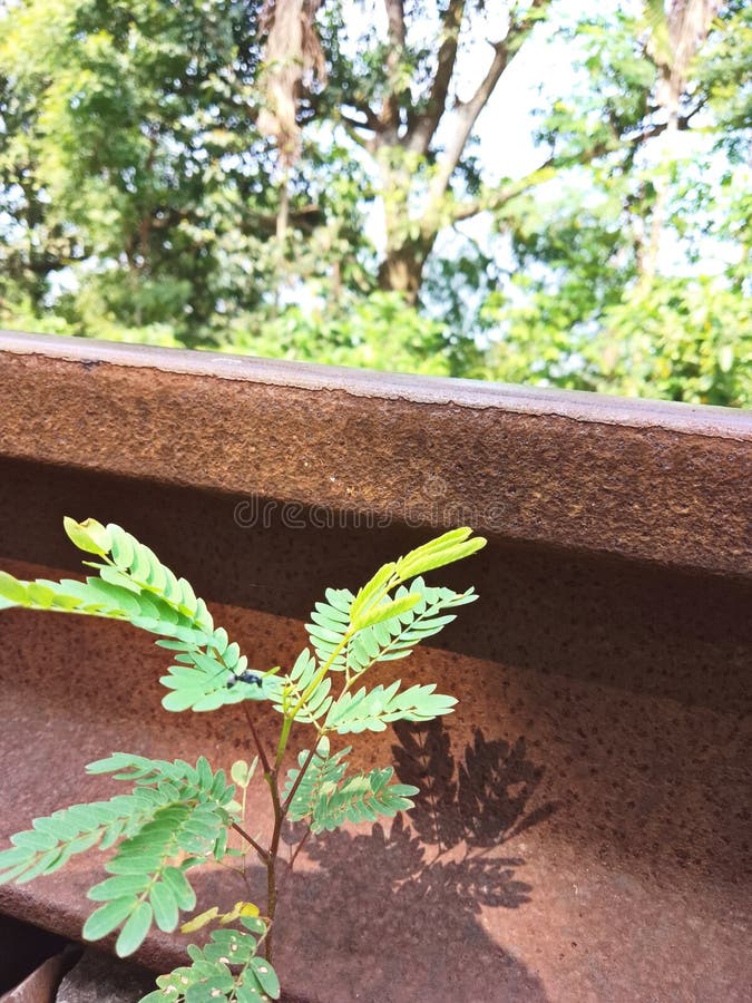 Old Railway Track,with Young Tree between the Tracks Stock Photo ...