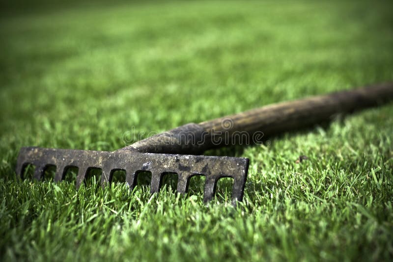 Old rake on the garden stock photo. Image of garden, outdoor - 7244614