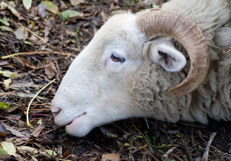 Old ram grazing stock photo. Image of lamb, eating, hairy - 11774606
