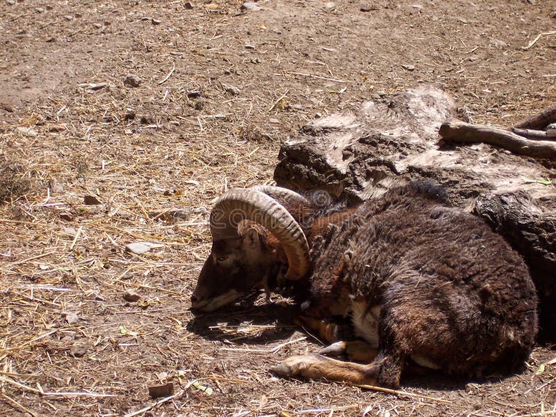Old ram resting stock image. Image of herbivore, beauty - 111988767
