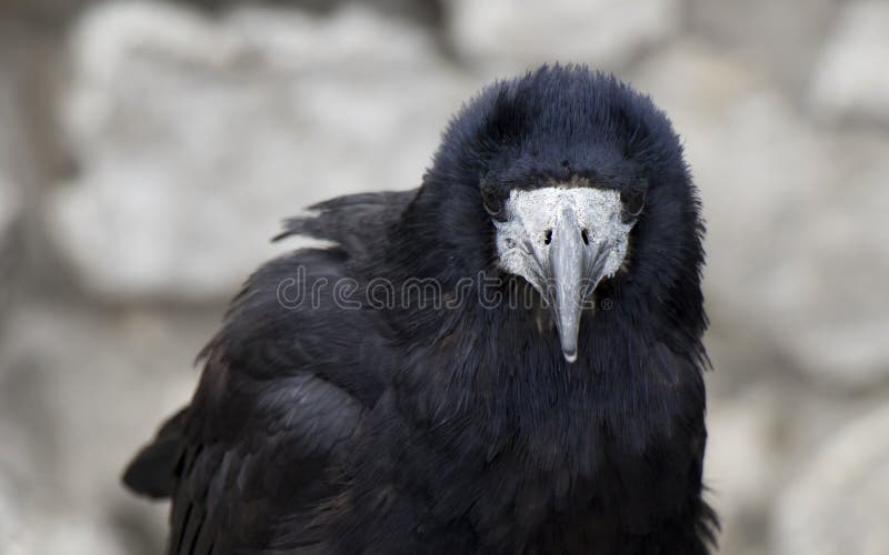 Old Raven or Crow, Common City Black Bird Stock Image - Image of ...