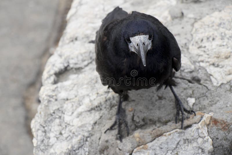 Old Raven or Crow, Common City Black Bird, Looking at Camera Stock ...