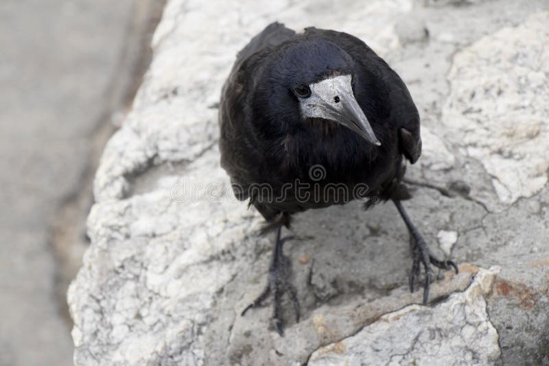 Old Raven or Crow, Common City Black Bird, Looking at Camera Stock ...