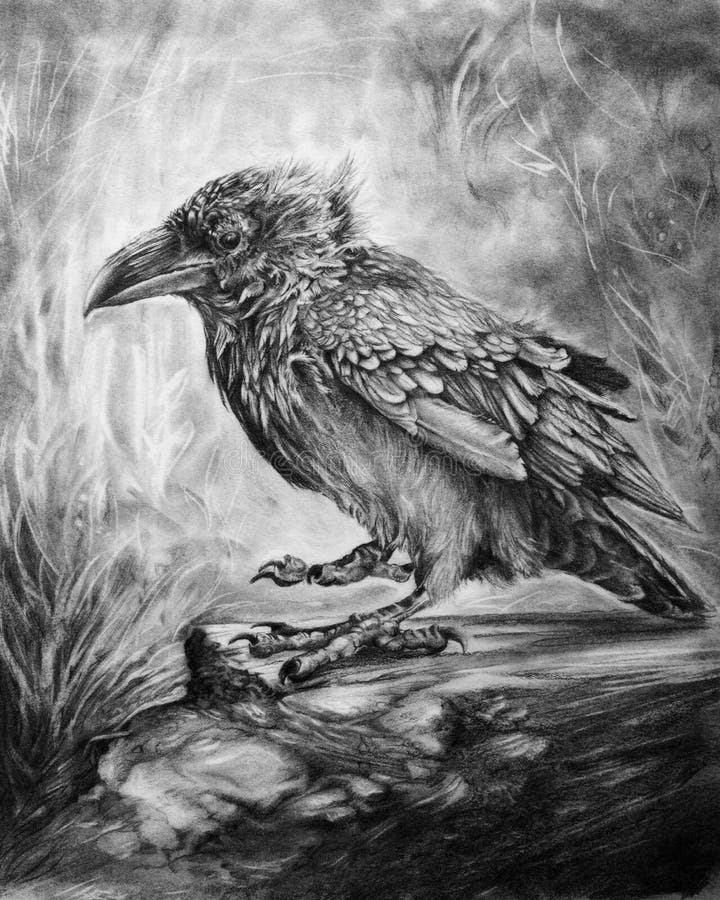 Old Raven or Crow Graphite Drawing Stock Illustration - Illustration of ...