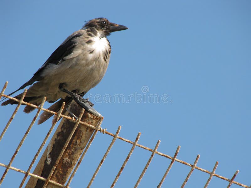 Old Raven on Rusty Fence stock photo. Image of pass, rusty - 33167988