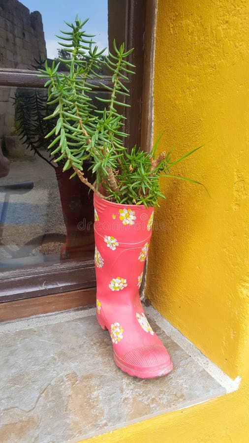 Boot plant stock photo. Image of nature, grass, flower - 184907304