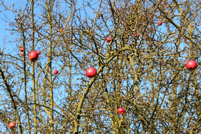Old Red Apples on Dry Apple Tree in Mild Winter Stock Image - Image of ...