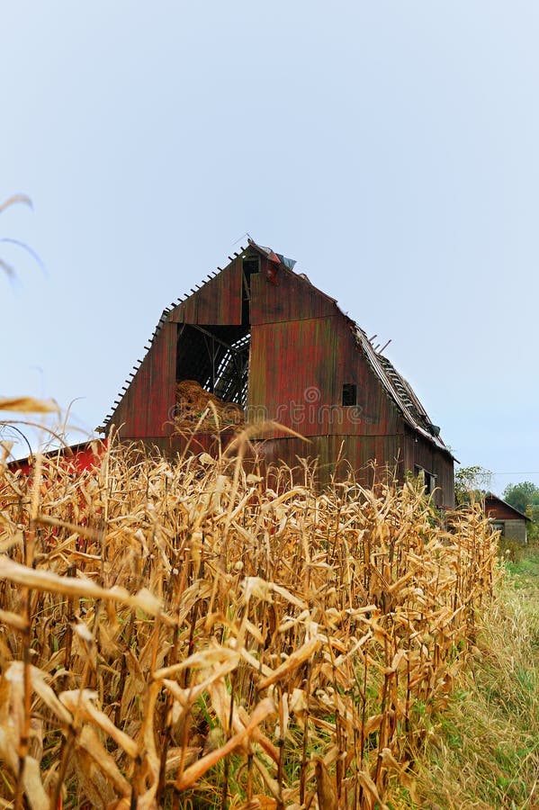 Old Red Barn with Corn Stalks Stock Image - Image of rural, farm: 1142789