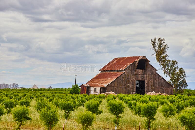 Old Red Barn in Spring on a Fruit Farm Stock Photo - Image of food ...