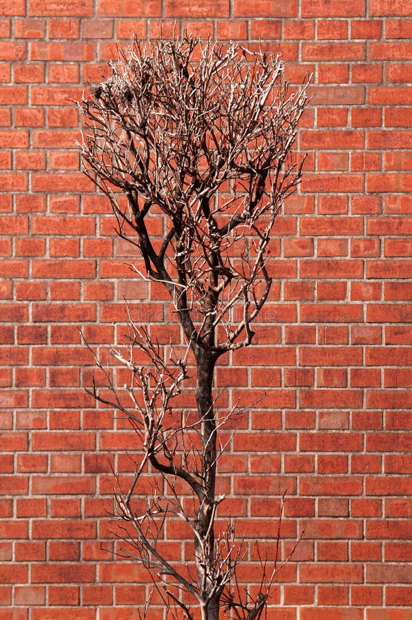 Old Red Brick Texture Background, Herringbone Brick Pattern Retro ...