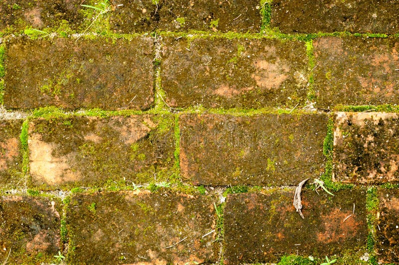 Old Red Brick Wall Grown with Grass and Moss Stock Photo - Image of ...