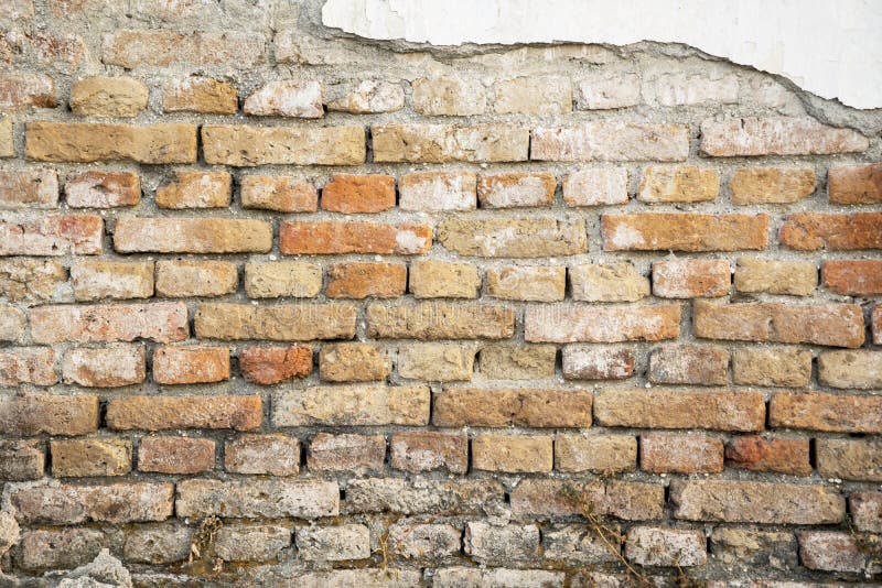 Brick Wall Covered by Ivy Plant in Haunted House Stock Image - Image of ...