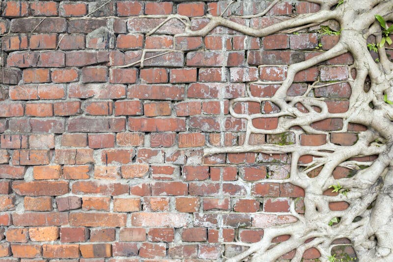 Old Red Bricks Wall with Tree Roots Stock Photo - Image of surface ...