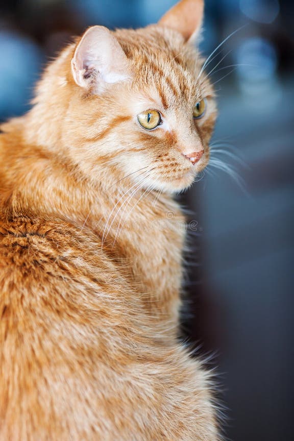 Old red cat stock photo. Image of furry, whiskers, looking - 87821886