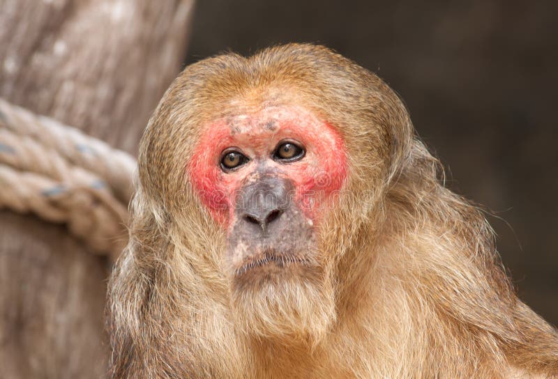Old Red Face Monkey in the Zoo Stock Image - Image of liberty, cage ...