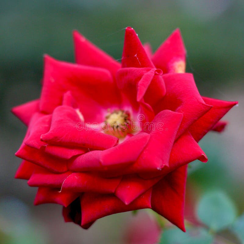 Old Red Rose Closeup Portrait Stock Photo - Image of plant, garden ...