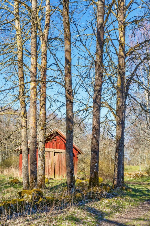 Old Red Shed Behind Tree Trunks Stock Image - Image of forest, feeling ...
