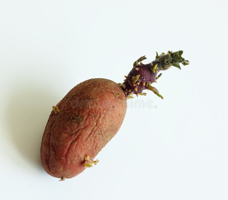 Old Red Tuber of Budding Potato on White Background Stock Photo - Image ...