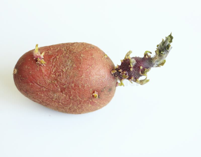 Old Red Tuber of Budding Potato on White Background Stock Photo - Image ...