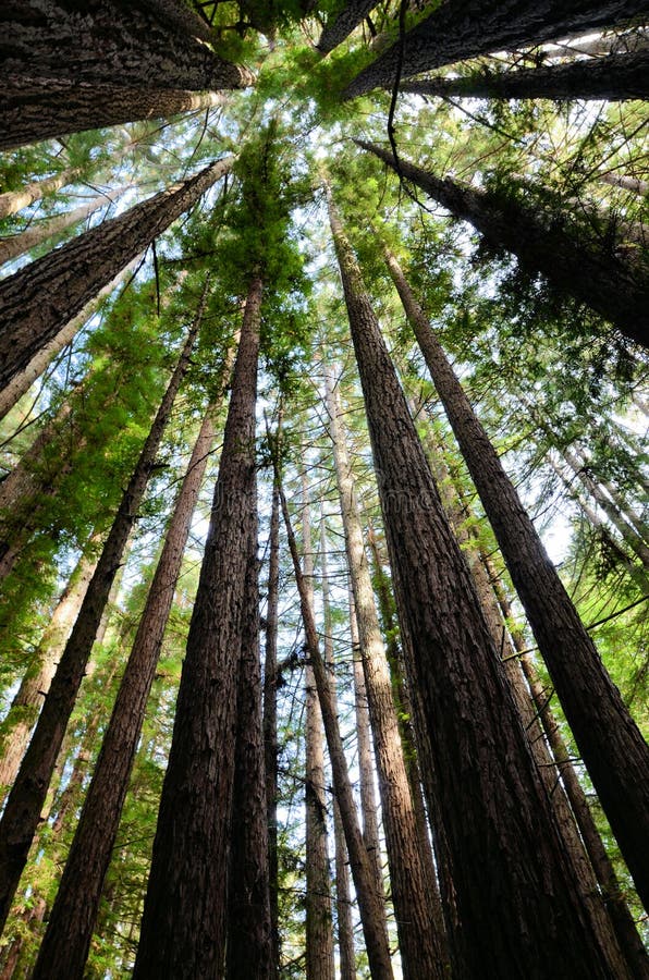 Felling Redwood Trees Stock Photos - Free & Royalty-Free Stock Photos ...