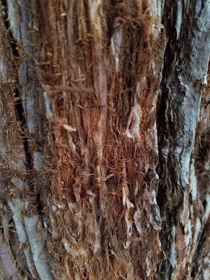 Old Redwood Tree Trunk and Branches Stock Photo - Image of rough, tall ...