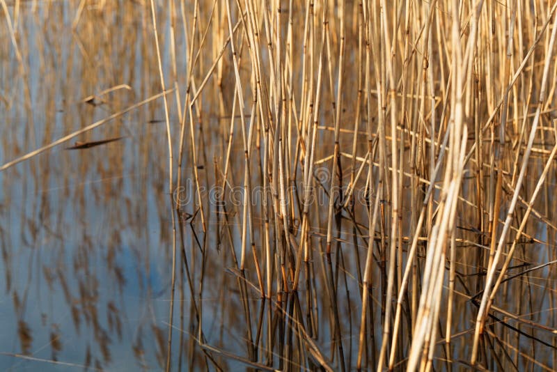 Old reed grass in water. stock photo. Image of pond, morning - 90802602