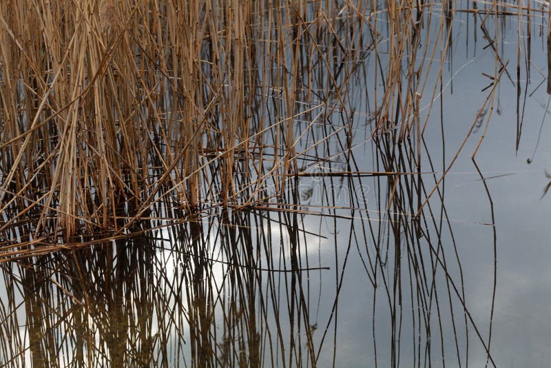 Reed Grass Water at Verda Garcia blog