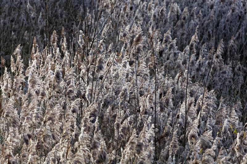 Old reed grass stock photo. Image of natural, rural, plant - 81728500