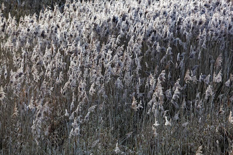 Old reed grass stock photo. Image of reed, ancient, landscape - 81742558