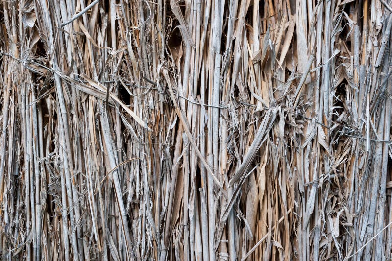 Old reed texture stock photo. Image of cold, reed, close - 41556372