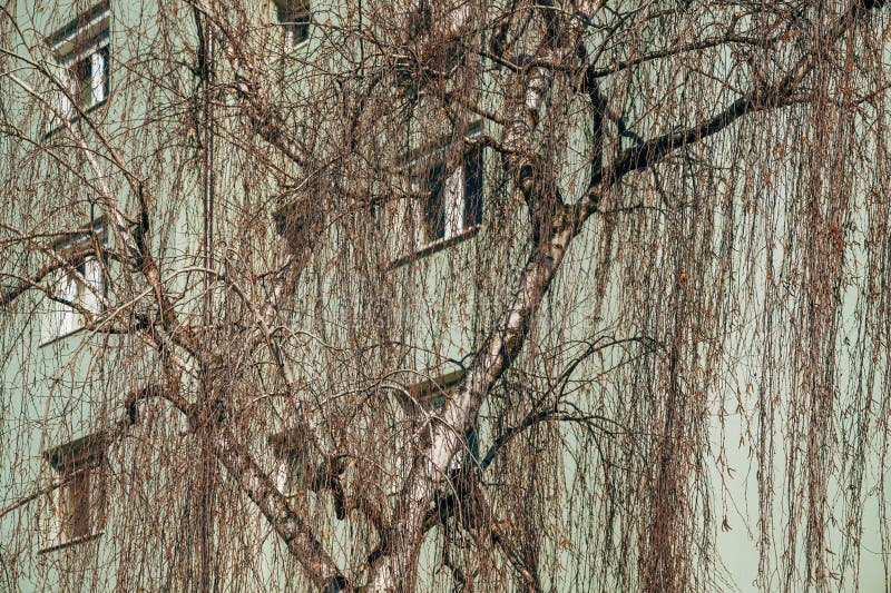 Old Residential Building Behind the Bare Birch Tree Branches Stock ...