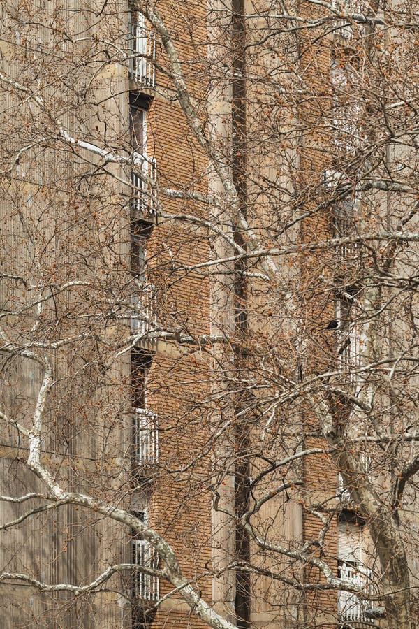 Old Residential Building Seen through the Branches of a Large Deciduous ...