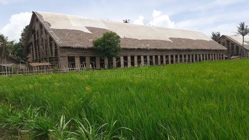 The Old Rice Barn in the Middle of the Rice Fields is Still Standing ...