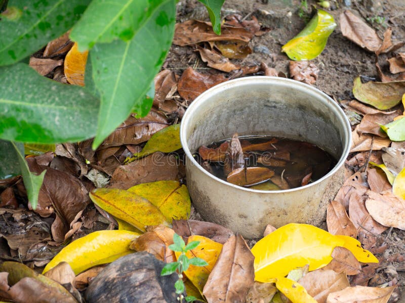 Old Rice Cooker with Waterlogged Leaves and Leaves Stock Image - Image ...