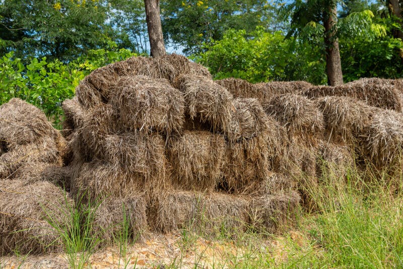Old Rice Straw Pack Texture for Background Stock Photo - Image of brown ...