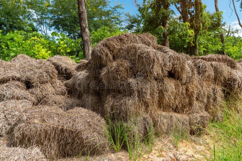 Old Rice Straw Pack Texture for Background Stock Photo - Image of ...