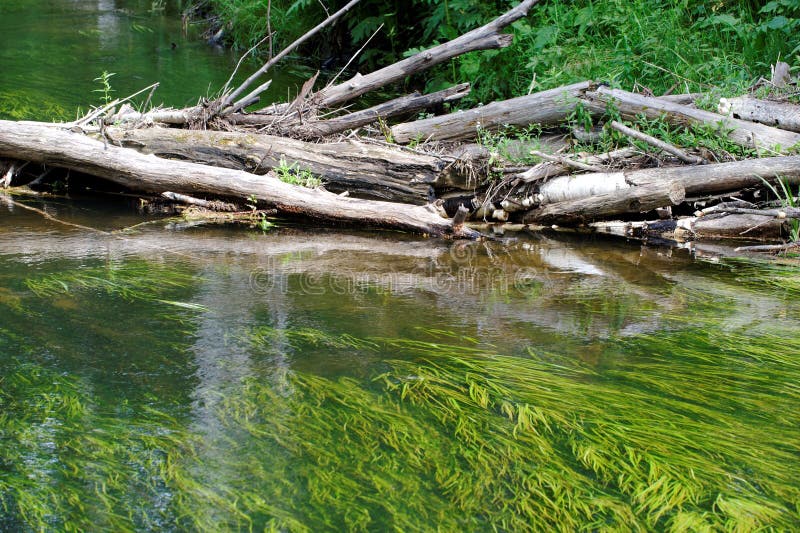 Old river stock image. Image of wood, forest, tree, landscape - 25960777