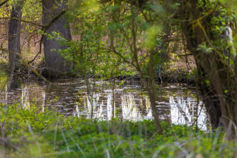 Old River Overgrown with Trees. a Blind Arm of the River Svratka Stock ...