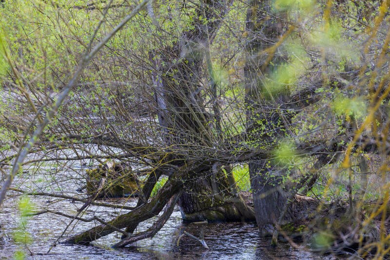 Old River Overgrown with Trees. a Blind Arm of the River Svratka Stock ...