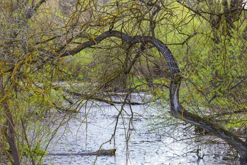 Old River Overgrown with Trees. a Blind Arm of the River Svratka Stock ...