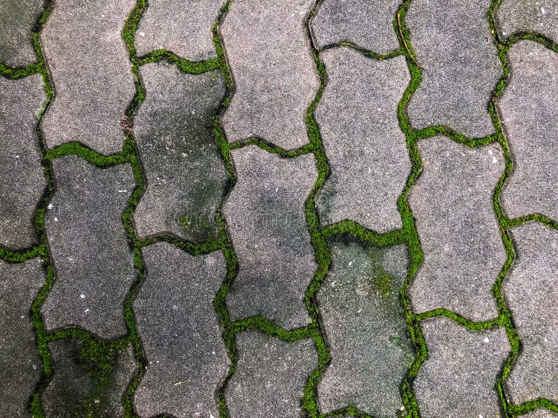 Old Road Covered Green Moss Stock Photo - Image of closeup, moss: 123881276