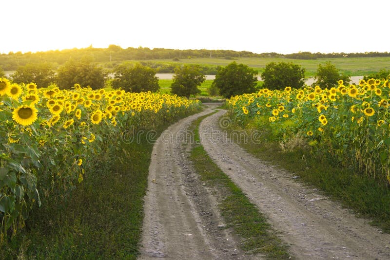 Old Road Near Sunflower Field Stock Image - Image of crop, landscape ...