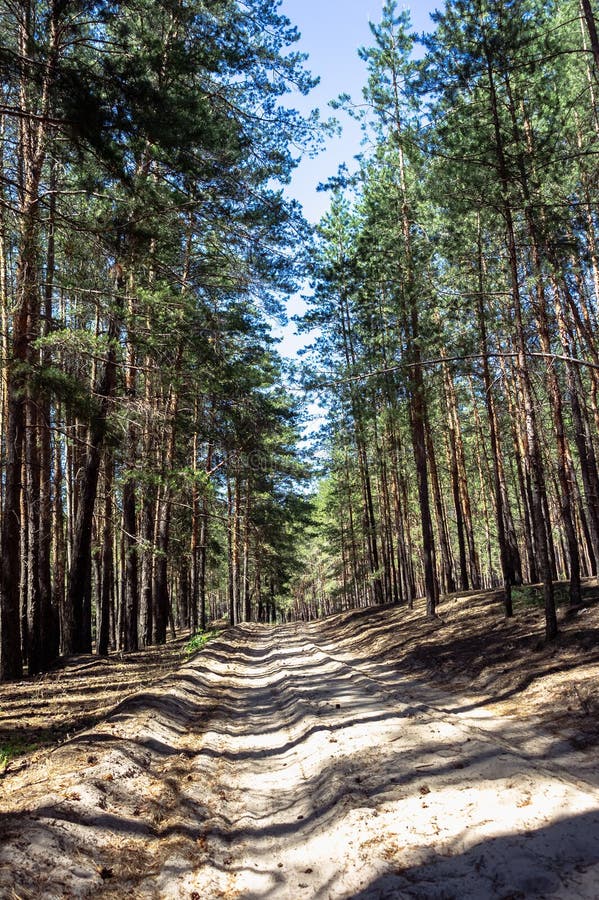 Old Road in the Pine Forest Stock Photo - Image of outdoors, leaf: 97334624