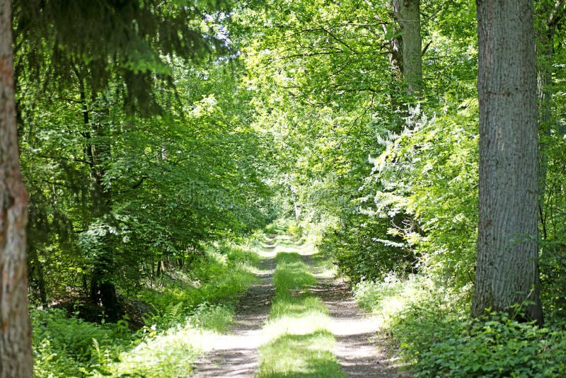 Old Road On Wold Forest Background Best Quality Stock Image - Image of ...