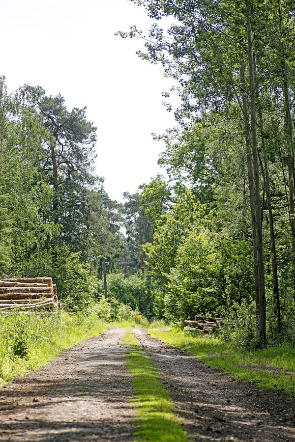 Old Road on Wold Forest Background Best Quality Stock Photo - Image of ...